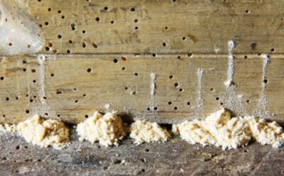 How to Get Rid of Powder Post Beetles in Hardwood Floors - WFC Wood ...